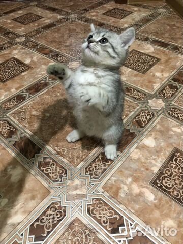 Девочка Британка