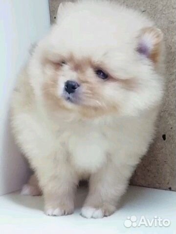 Померанский шпиц, щенки