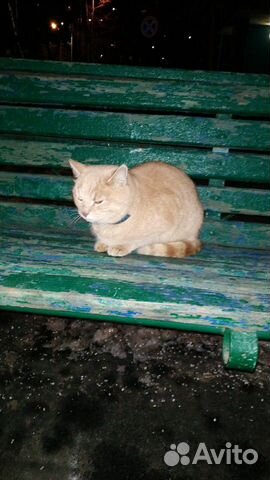 Кот потеряшка ищет дом