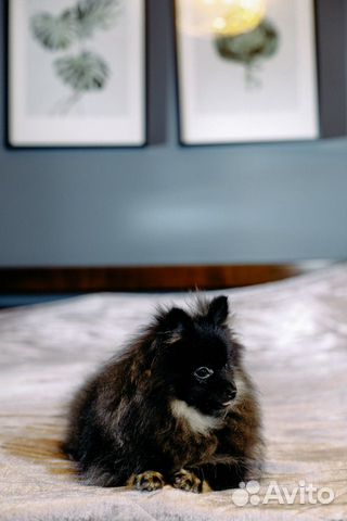 Щенок миниатюрного шпица