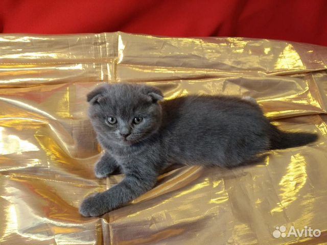 Шотландская