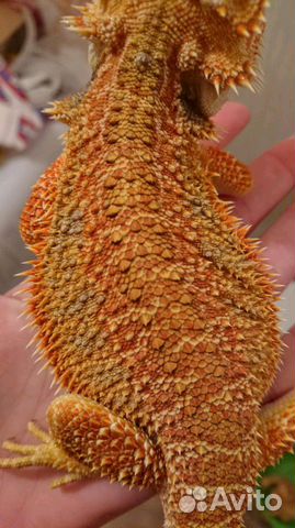 Агама бородатая