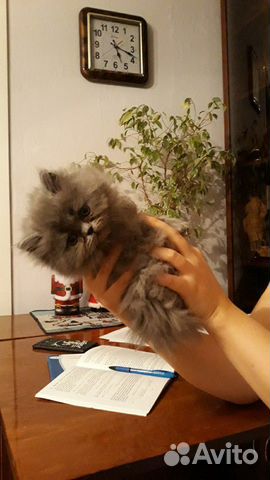 Персидские котята