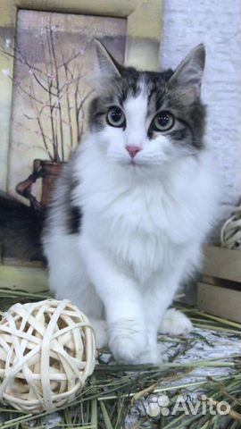 Кошечка в добрые руки