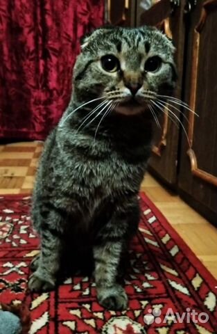 Котик-вислоушка