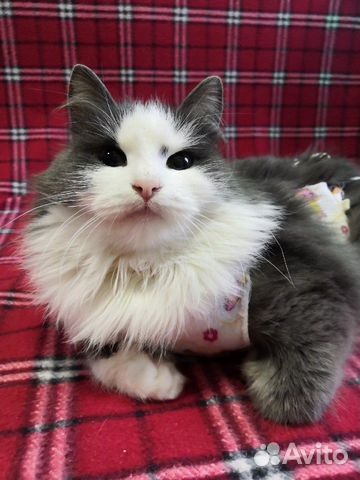 Кошечка