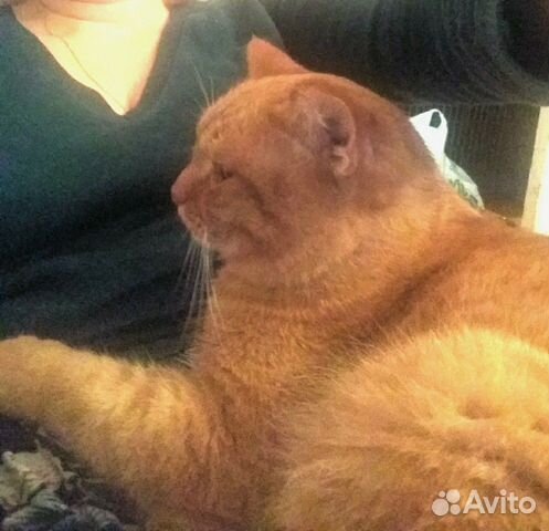 Кот суперласковый