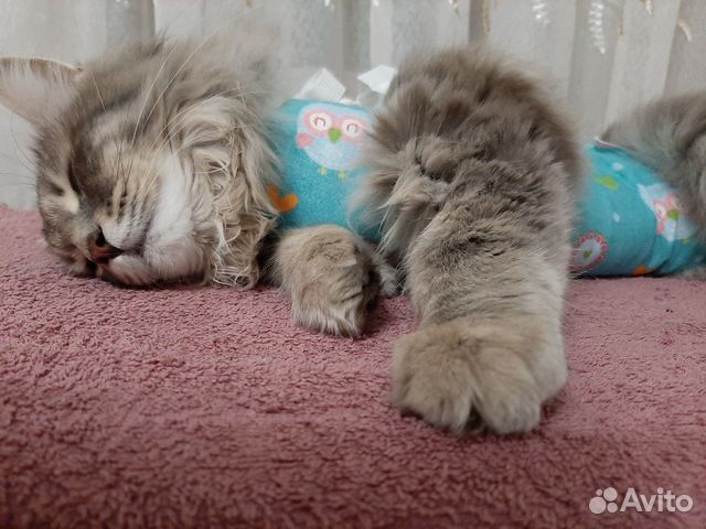 Кошка