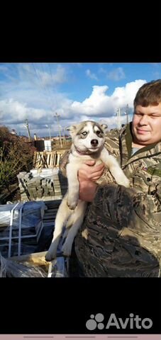 Хаски помесь ищет дом