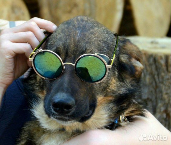 Прекрасный пес ждет хозяев