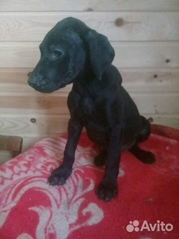 Чёрный веймаранер