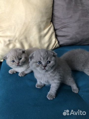 Шотландские вислоухие котята девочки и мальчики