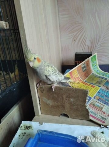 Попугай Корелла