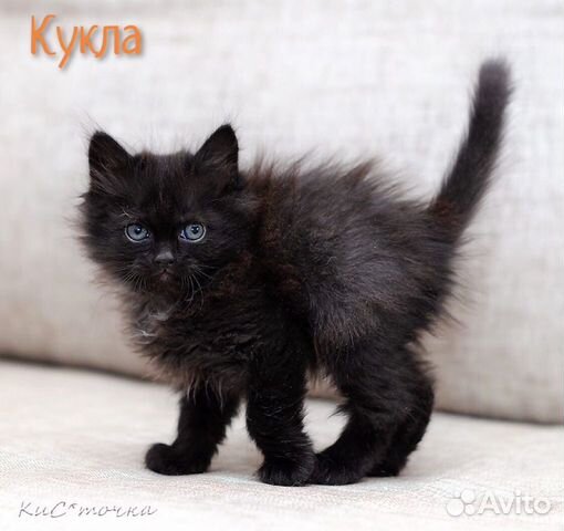 Кукла - котенок, девочка 1,5 мес. Начинает искать