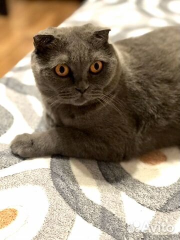 Шотландская вислоухая кошка