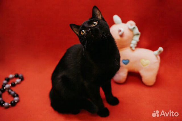 Кисонька в поиске дома