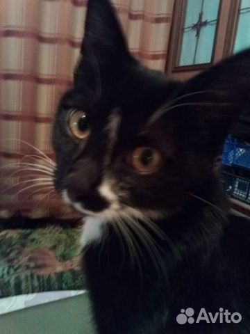 Котик черный с белым ласковый