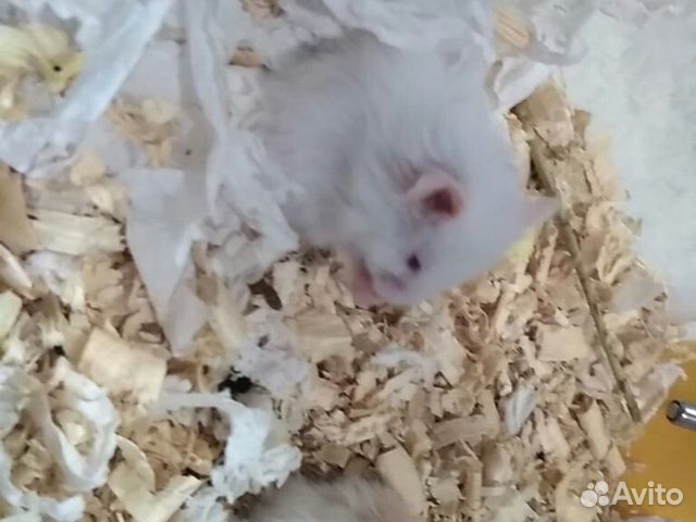 Сирийский хомяк