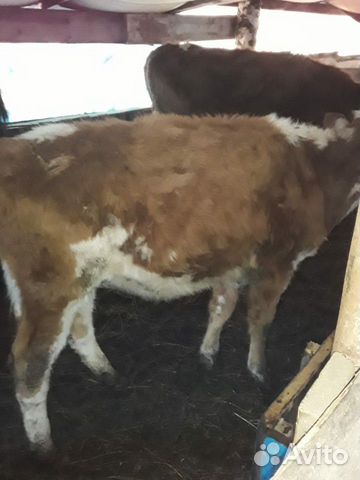 Телки коровы на овец