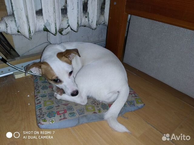 Щенок метис джек рассела