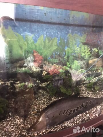 Рыба Нож индийский 40 см