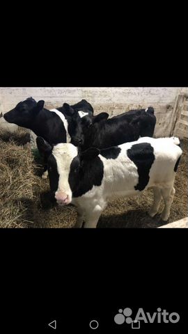Бычки телята