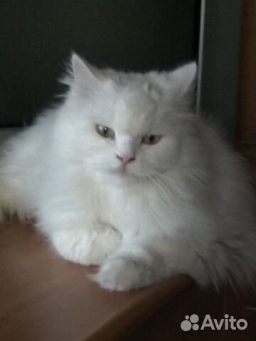 Отдам кошку в добрые руки,порода,сибирская ангора