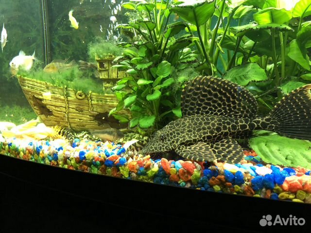 Птеригоплихт-отдам