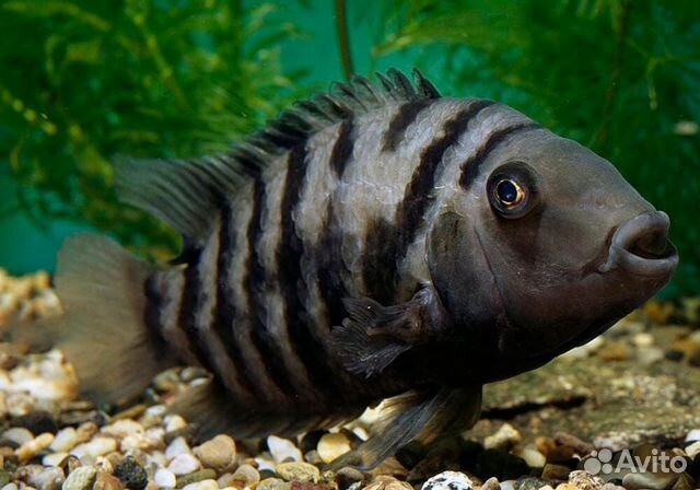 Цихлозома черно полосатая в дар