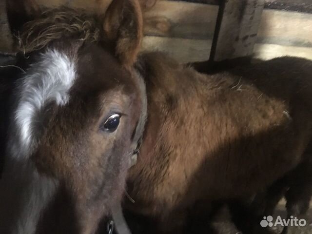 Жеребёнок (уже почти конь)