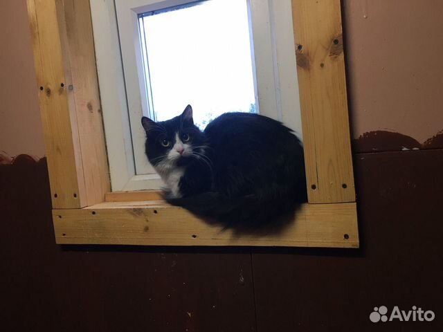 Замечательная красотка