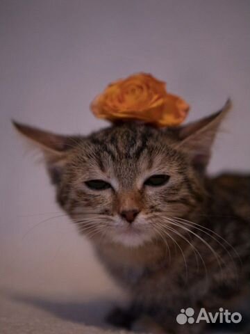 Котенок Мила 3 месяца. Привита, чипирована, здоров