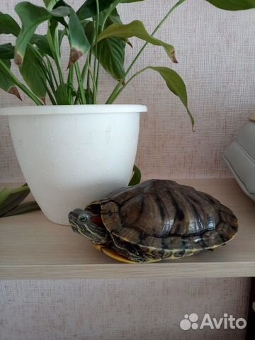 Черепахи