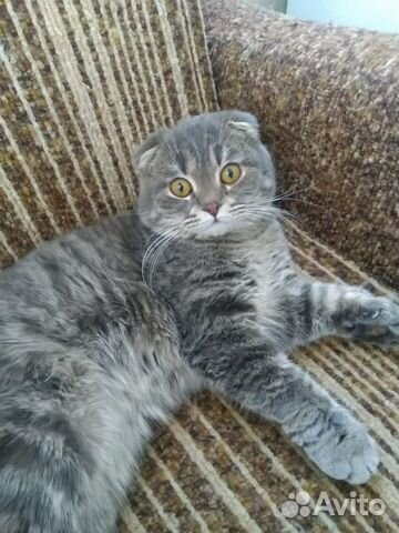 Кот Шотландец вислоухий