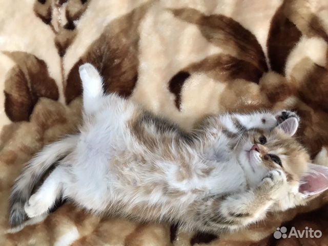 Продаётся девочка