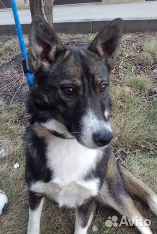 Чудесная Шери в добрый дом