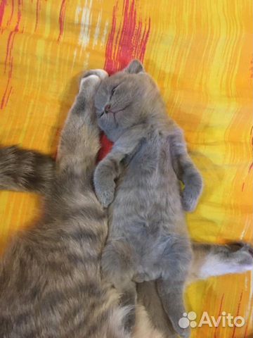 Шотландский вислоухий котёнок
