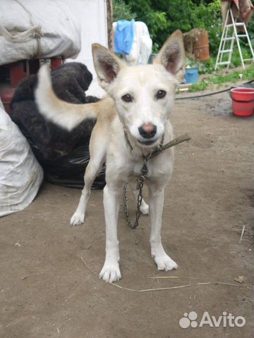 Ириска - метис лайки нужен дом