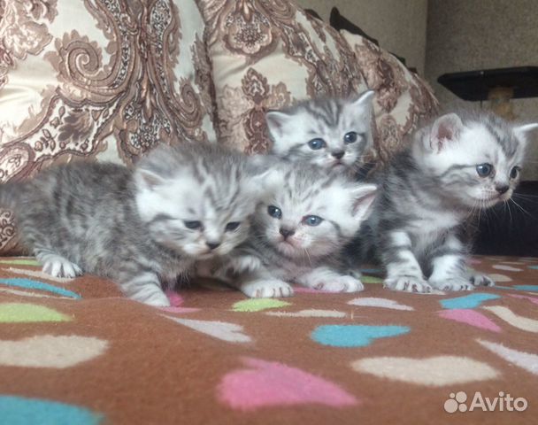 Шотландцы-красавцы