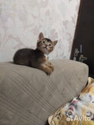 Котик-Абиссинец