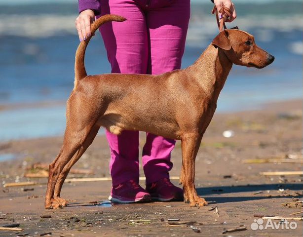 Немецкий пинчер