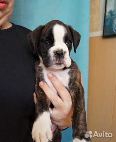 Щенки боксера