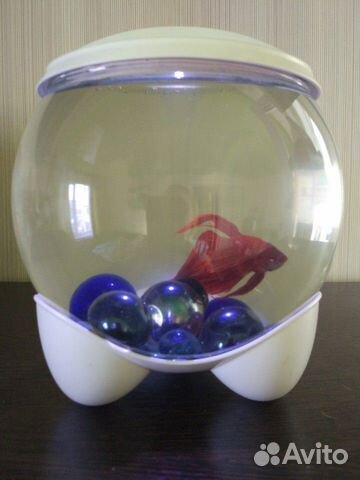 Аквариум+петушок
