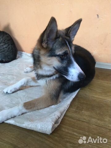 Щенок Барни в добрые руки