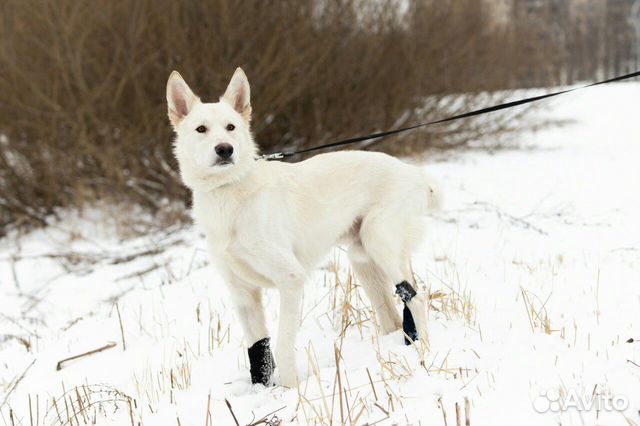 Собака Снежок в добрые руки