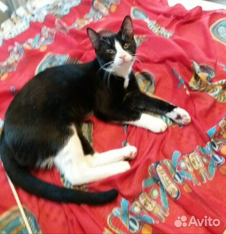 Котёнок-подросток