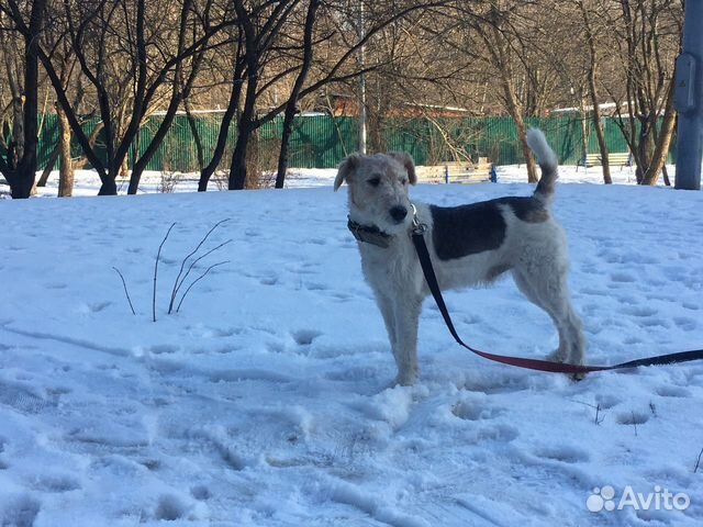 Фокстерьер для вязки