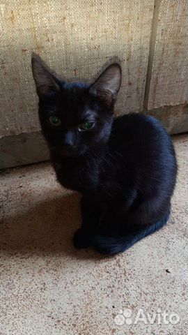 Кошккотенок