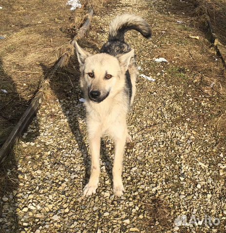 Щенок Лис в добрые руки