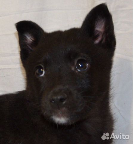 Лисюня - крутой хвостик